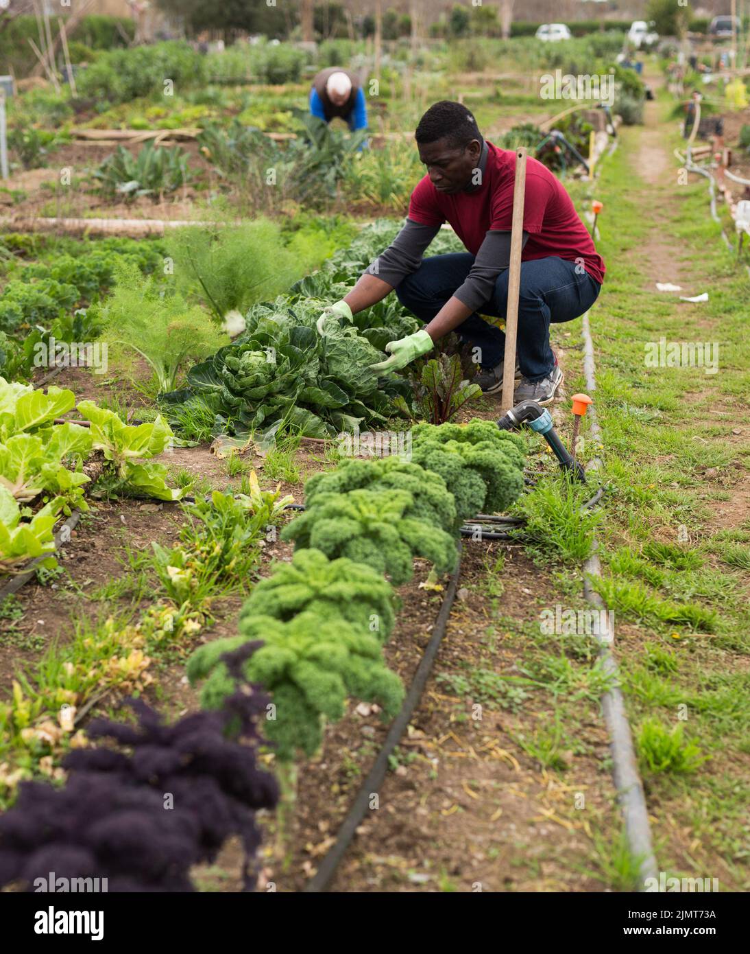 African gardener checking young cabbages Stock Photo - Alamy