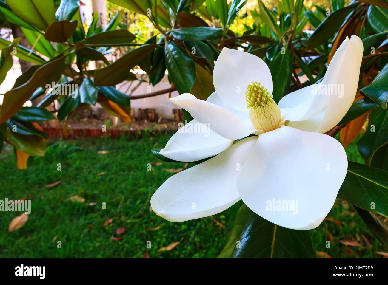 Magnolia white blossom tree flowers, close up Stock Photo - Alamy