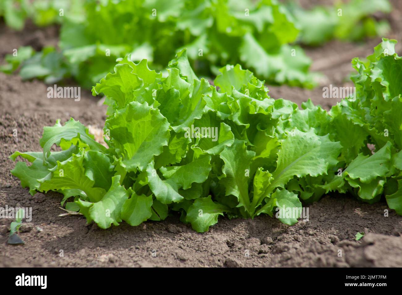 Lettuce grows in the soil. Fresh young greens growing on the farm ...