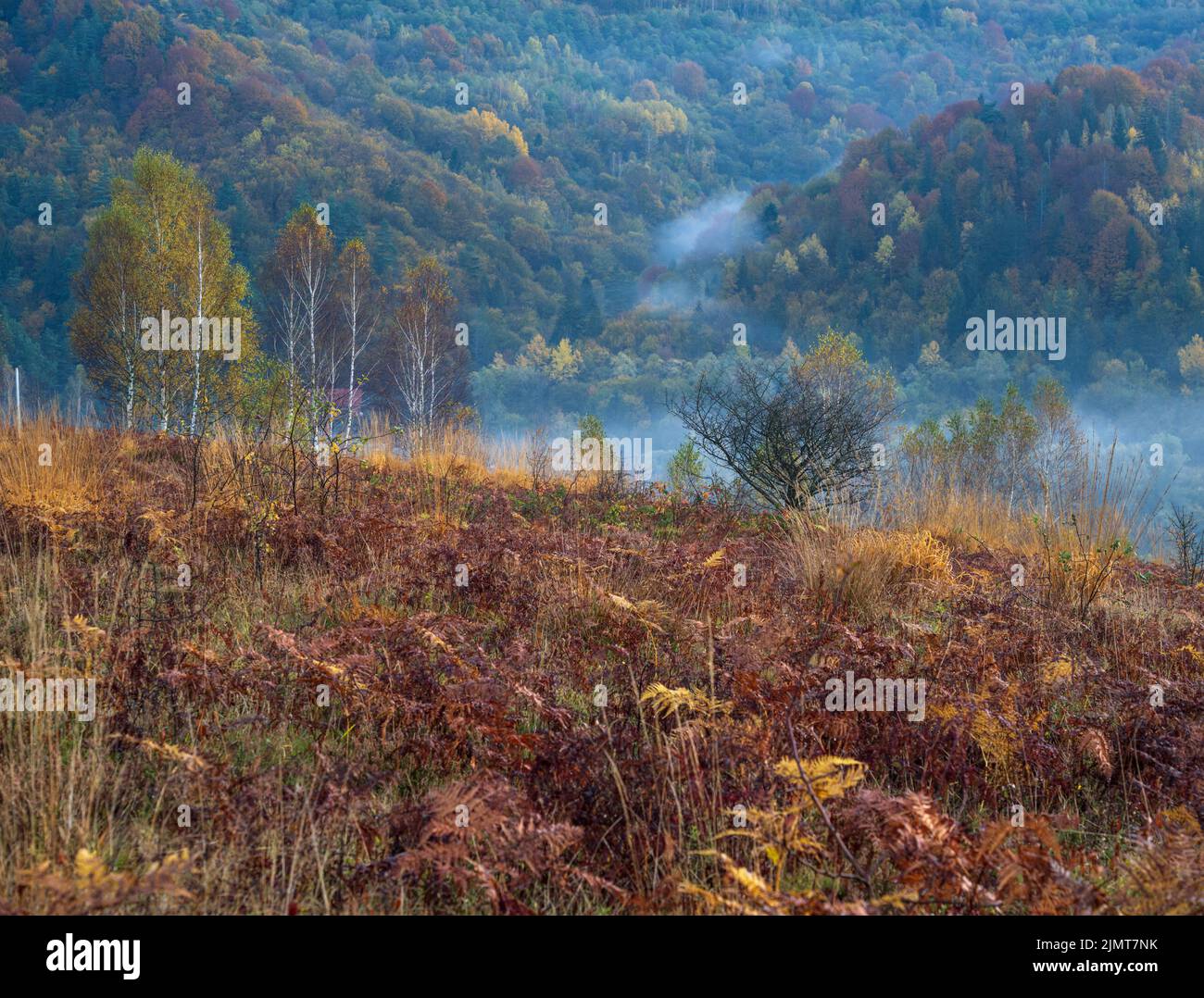 Cloudy and foggy early morning autumn meadow scene. Peaceful ...