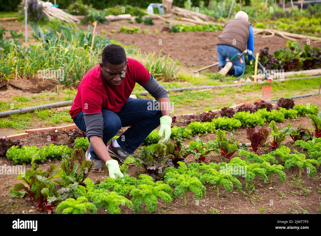 African man cultivating vegetables in kitchen garden Stock Photo - Alamy