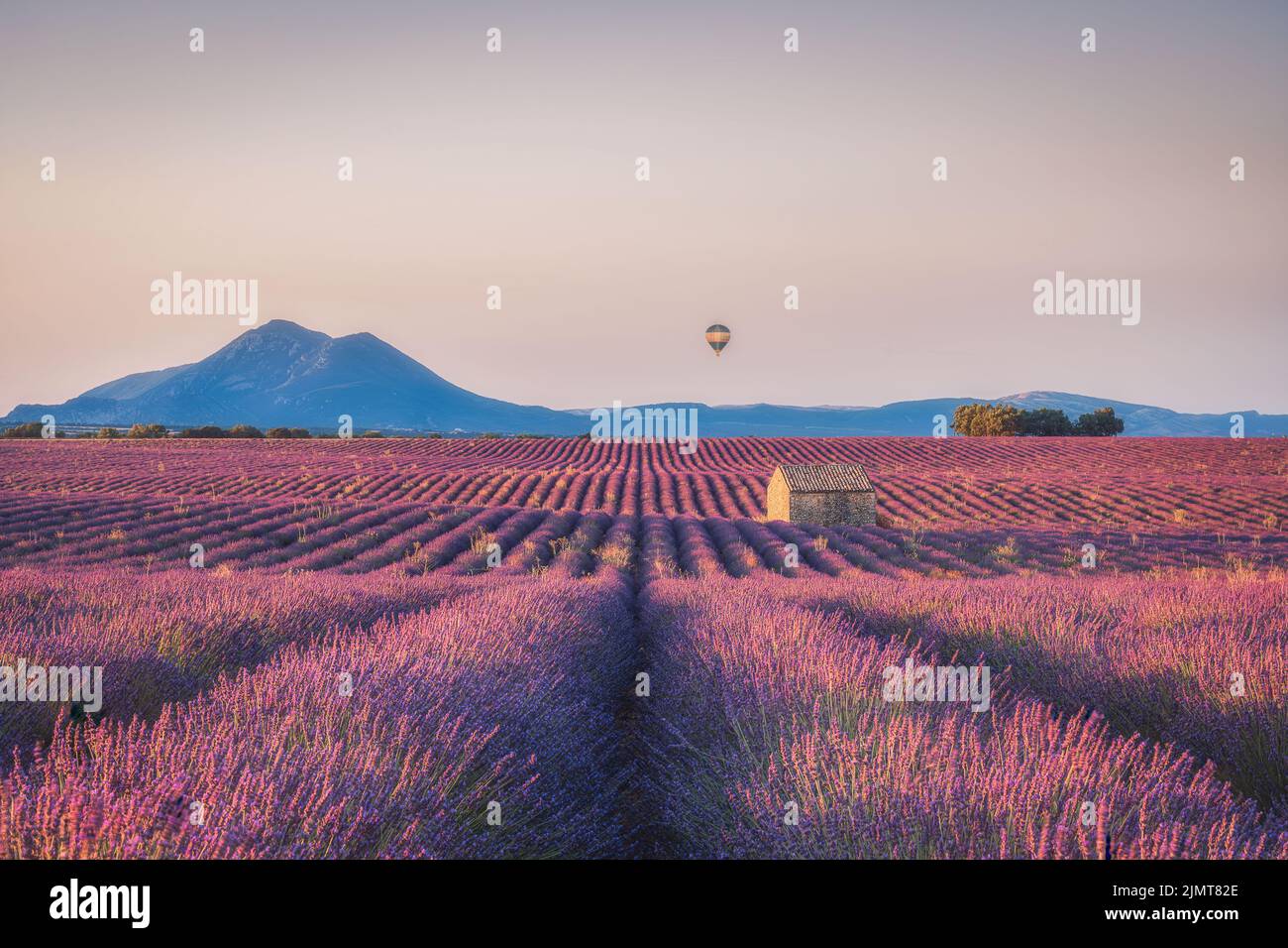 Lavender fields with a stone house at sunrise, summer in Valensole ...