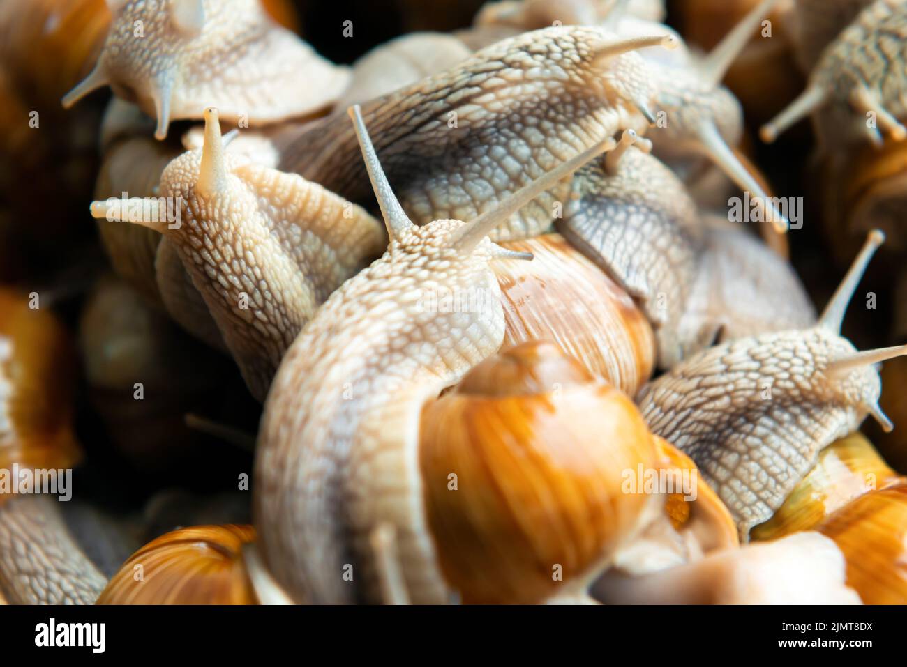 Many snails on snail farm Stock Photo - Alamy