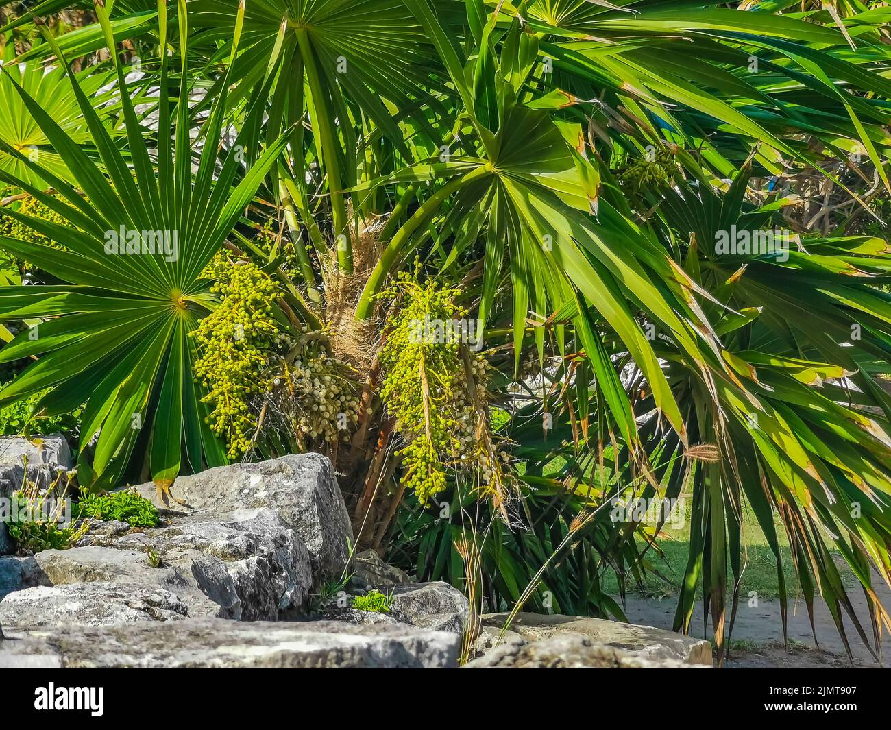 Ancient Tulum ruins Mayan site with temple ruins pyramids and artifacts ...