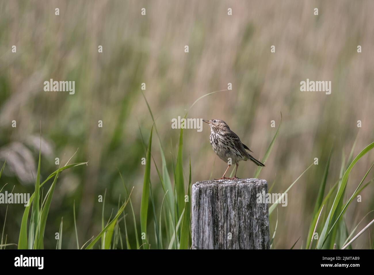 Real thrushes hi-res stock photography and images - Alamy