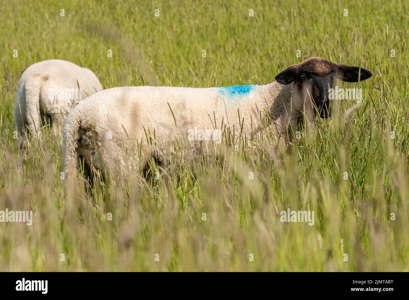 Juveniles schaf hi-res stock photography and images - Alamy