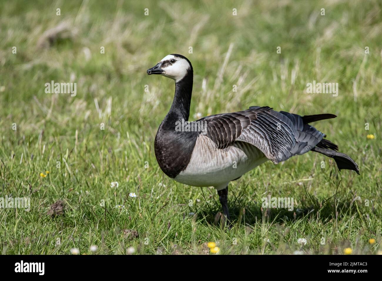Telephoto shot of sanctuary hi-res stock photography and images - Alamy