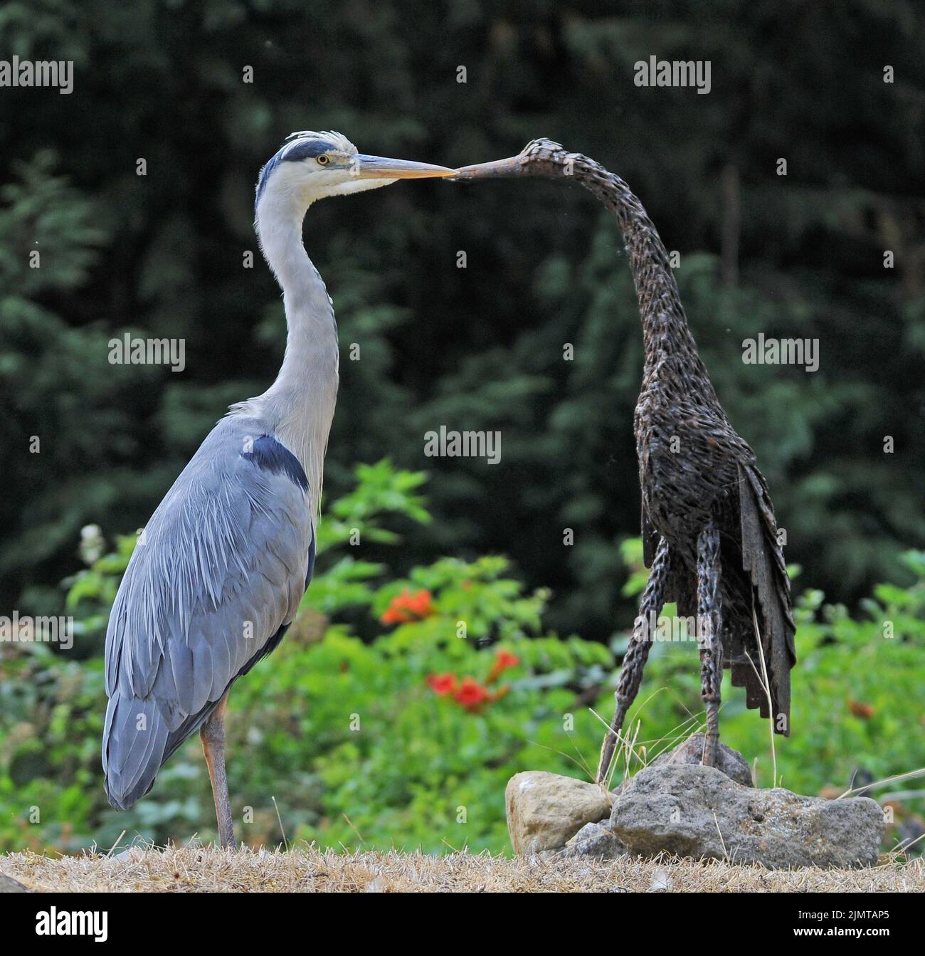 GREY HERON AND GARDEN SCULPTURE, BIRDWORLD, FARNHAM, SURREY PIC MIKE ...