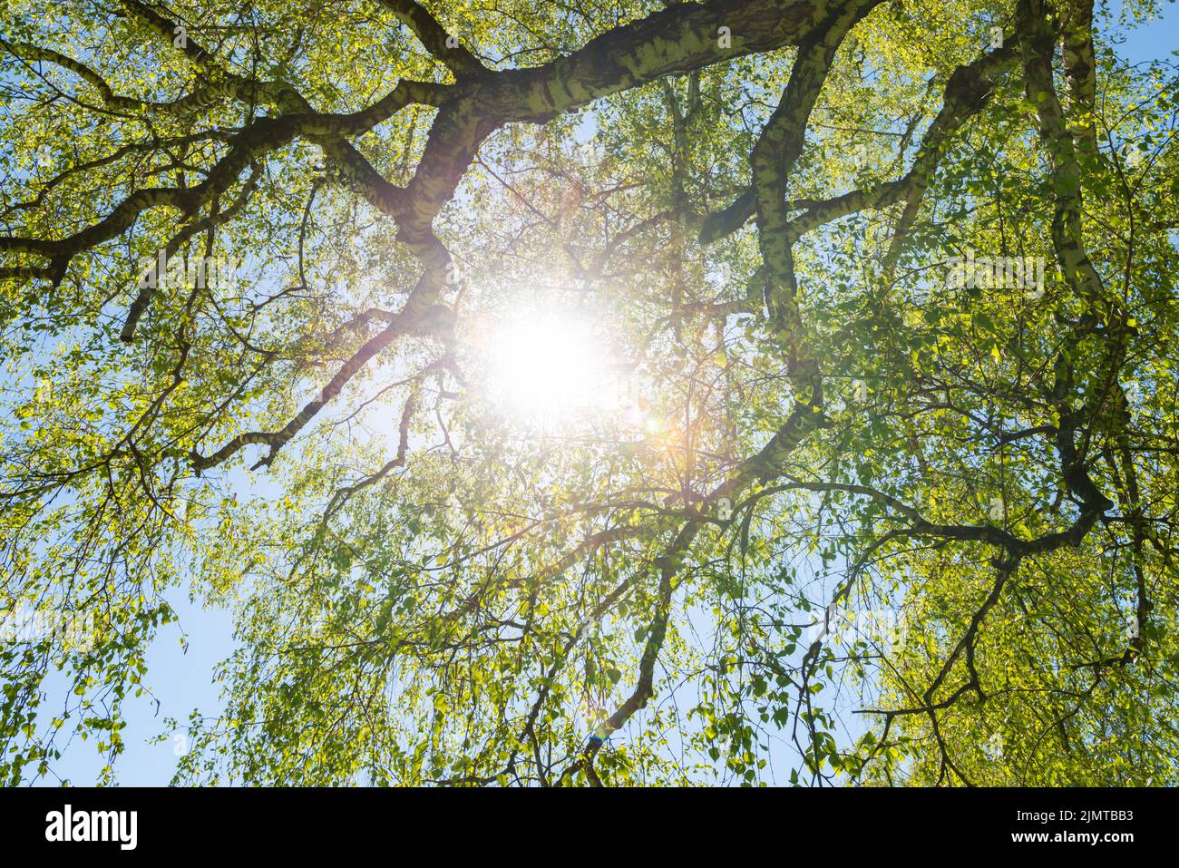 Big tree leaves hi-res stock photography and images - Alamy