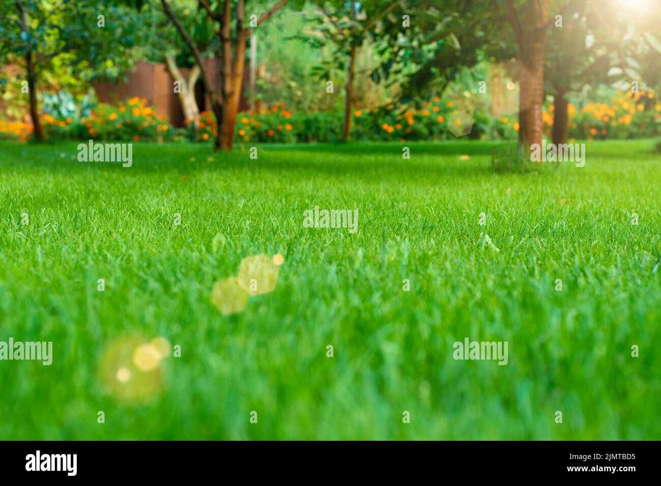Mowed green backyard grass under trees closeup view Stock Photo - Alamy