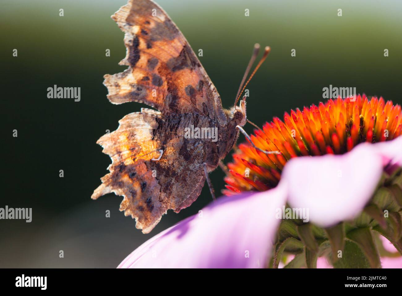 Battle-weary Comma Butterfly ( Polygonia c-album ) takes brief pause to ...