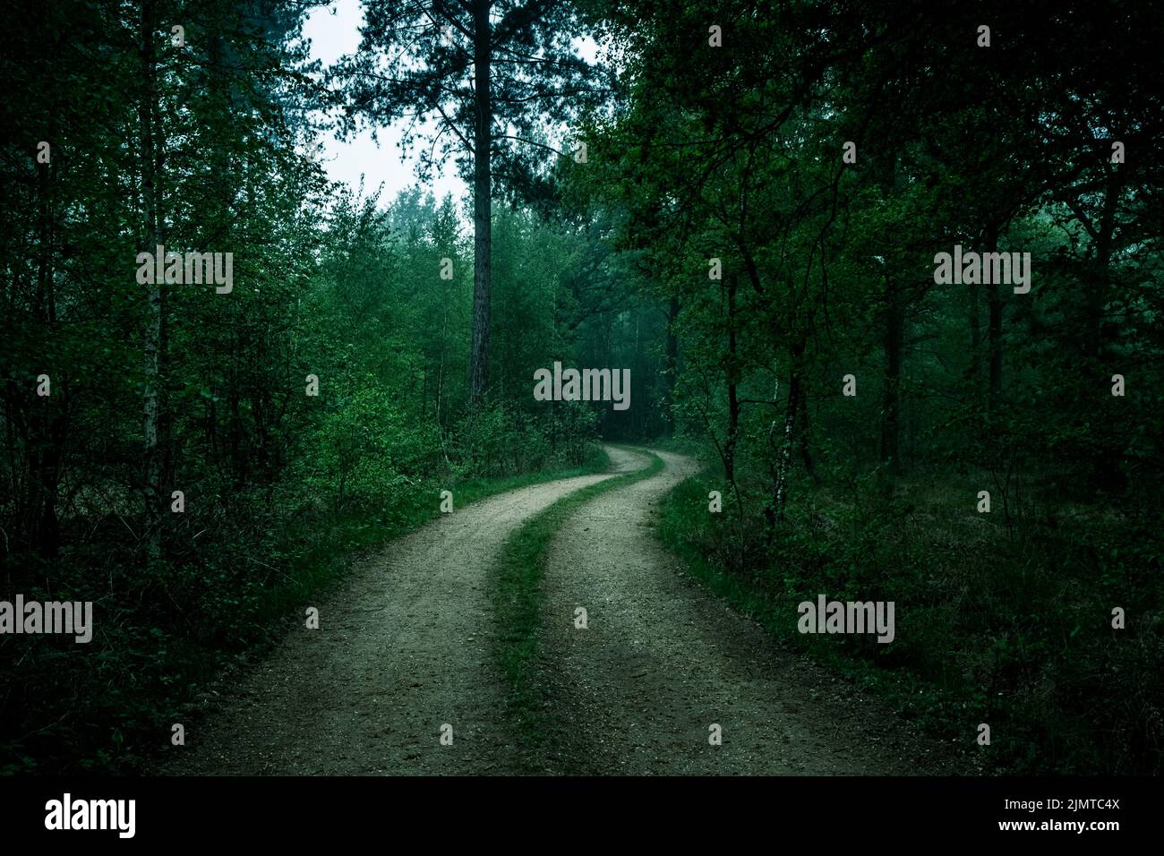 Walkway Lane Path With Green Trees in a foggy Forest. Beautiful Alley ...