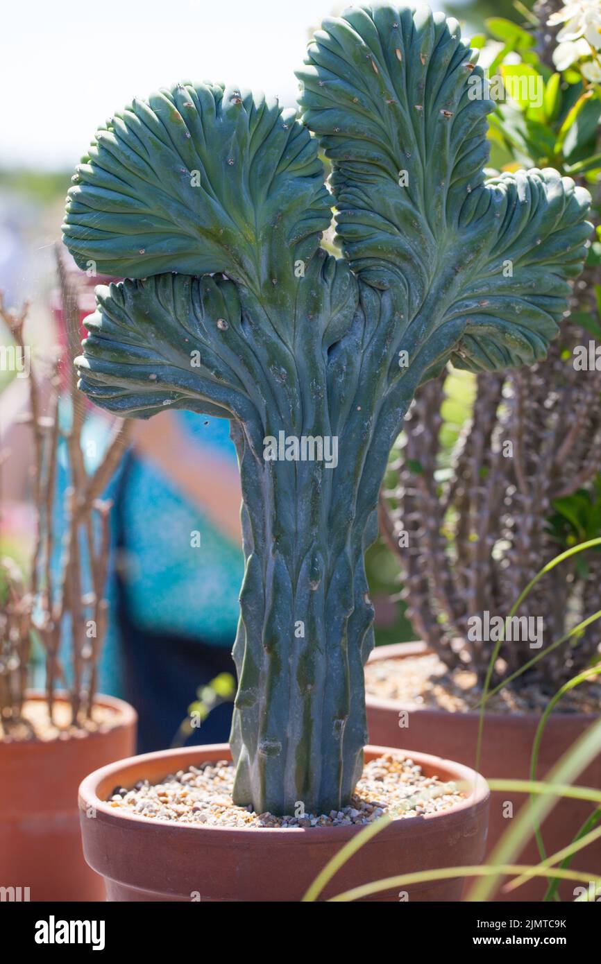 Blueberry cactus Myrtillocactus Geometrizans Cristata Stock Photo - Alamy