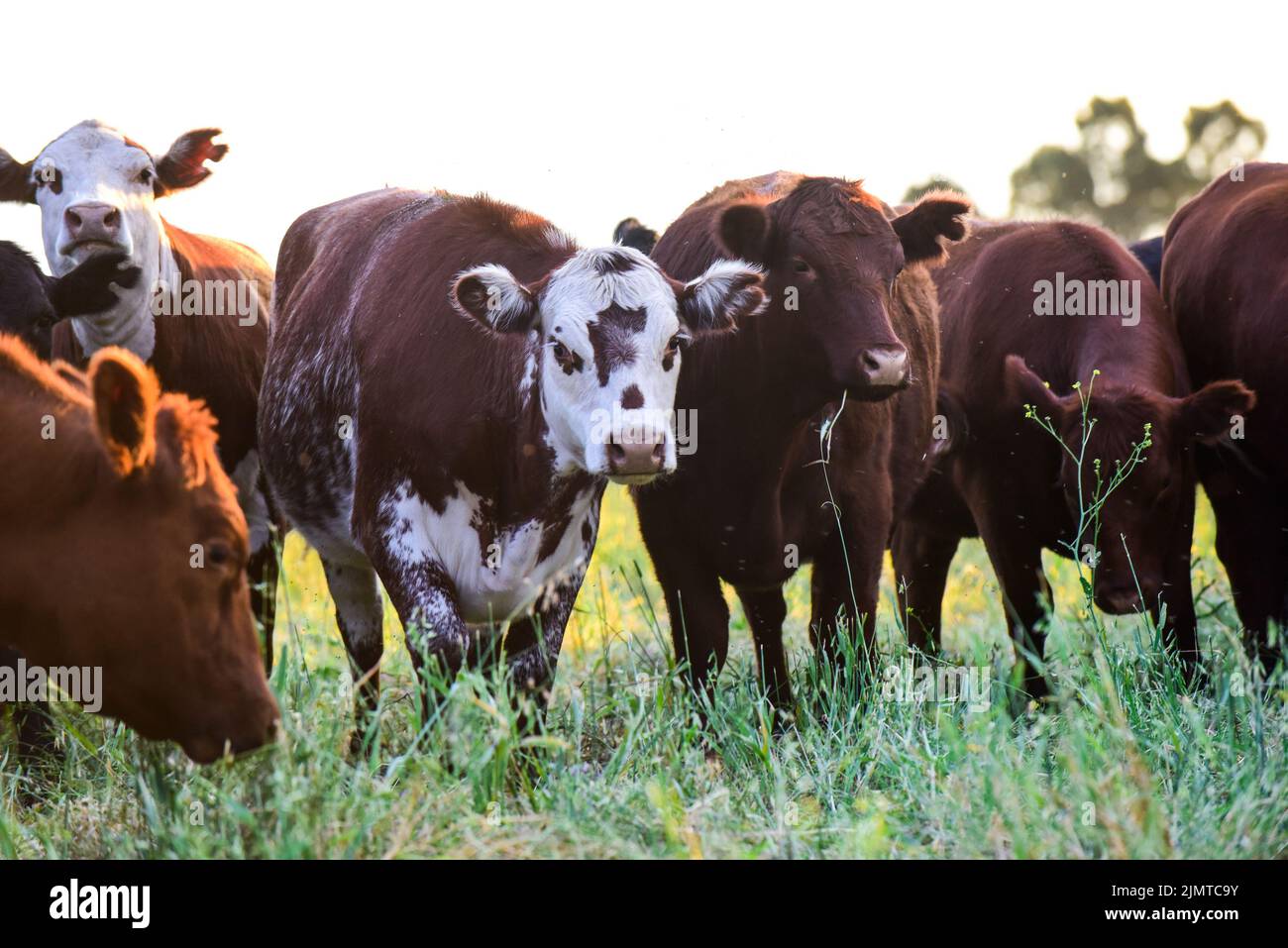 Cows raised with natural pastures, meat production in the Argentine ...