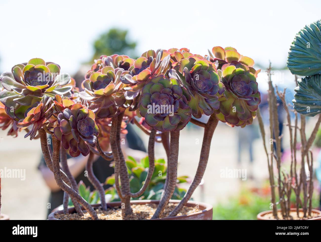 Rare and unusual plants on display on a stall at the RHS Flower Show ...