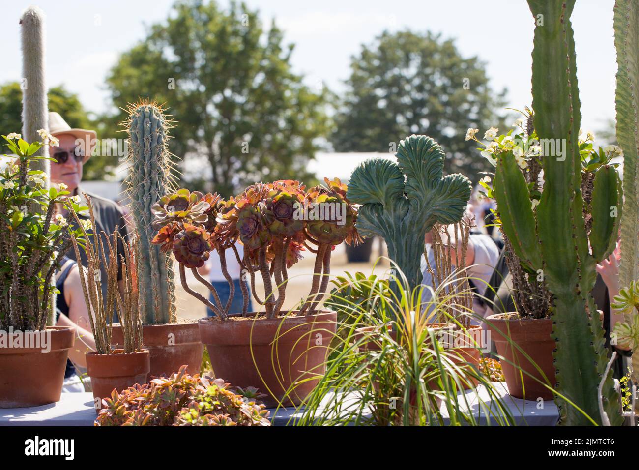 Rare and unusual plants on display on a stall at the RHS Flower Show ...