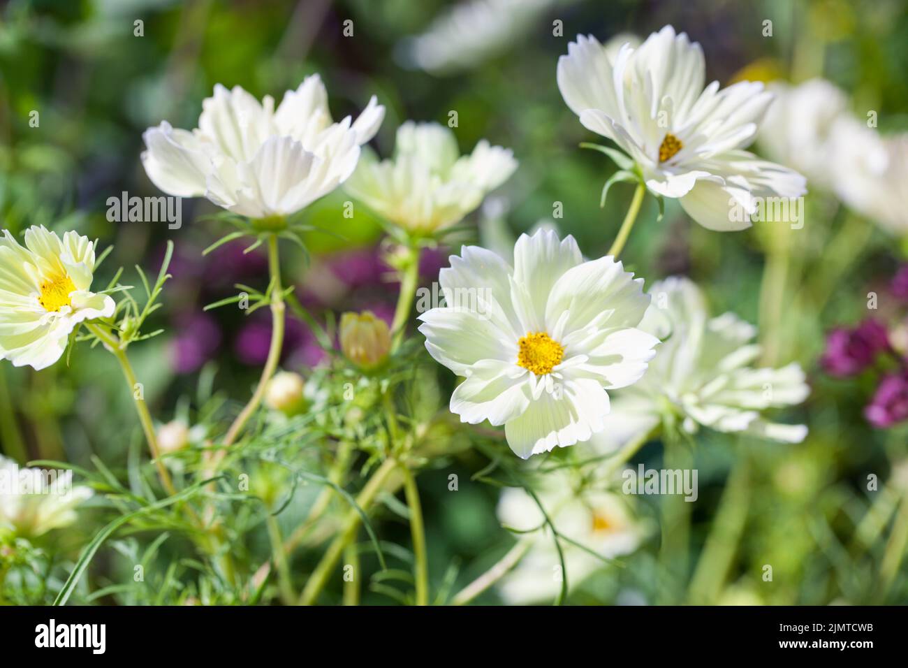 Japanese Anemone 'Frilly Knickers' variety Stock Photo - Alamy