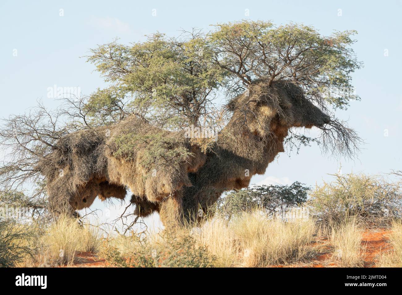 sociable weaver, Phileatarius socius, large communal nest in tree ...