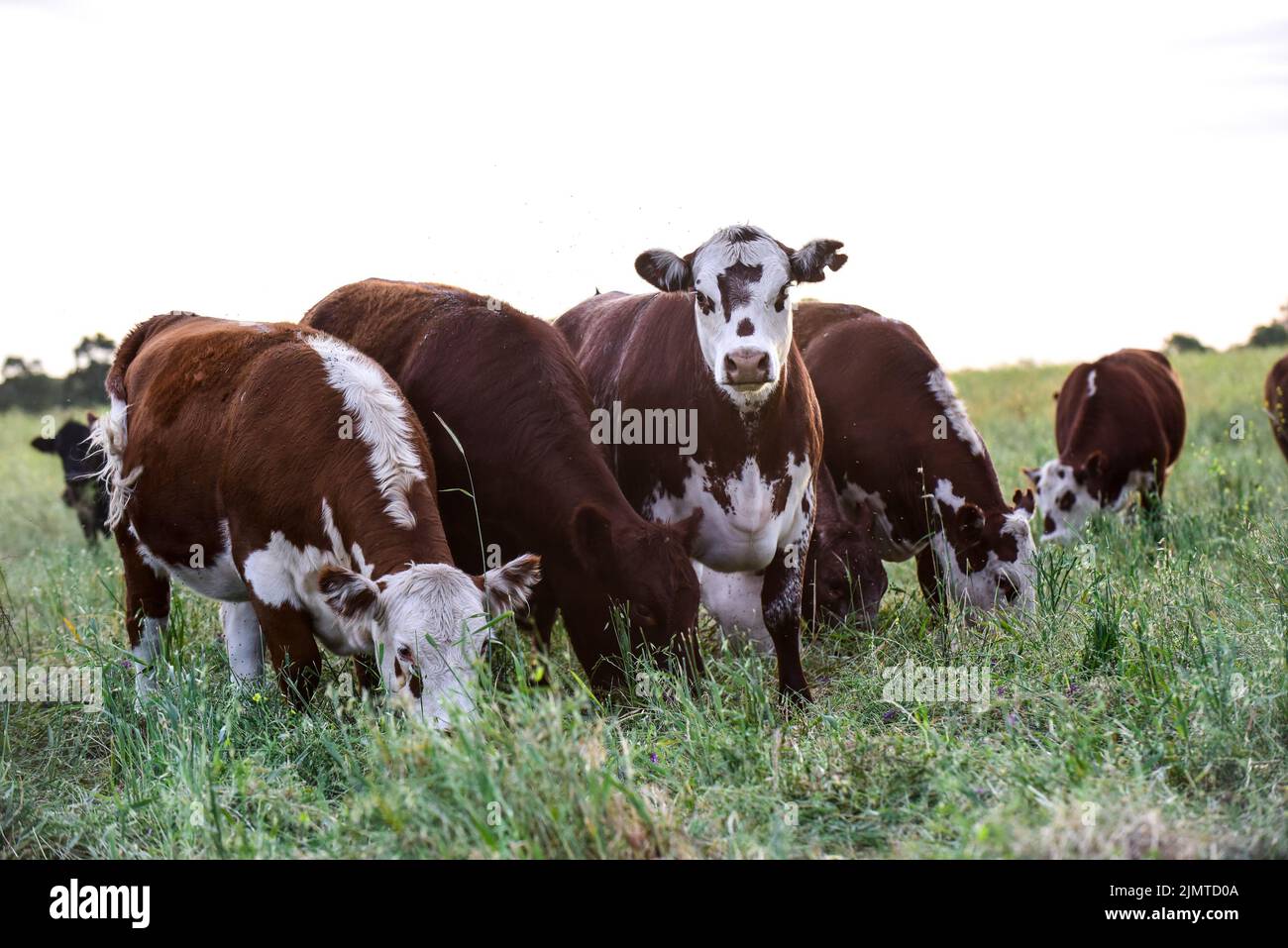 Cows raised with natural pastures, meat production in the Argentine ...