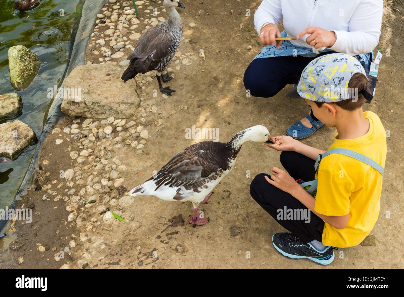 Child feeding geese in the park of Helikon Palace Museum (Festetics ...