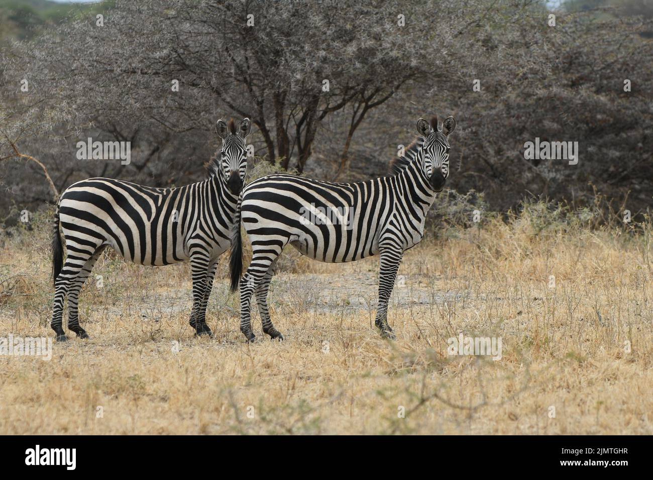 Awesome zebras hi-res stock photography and images - Alamy