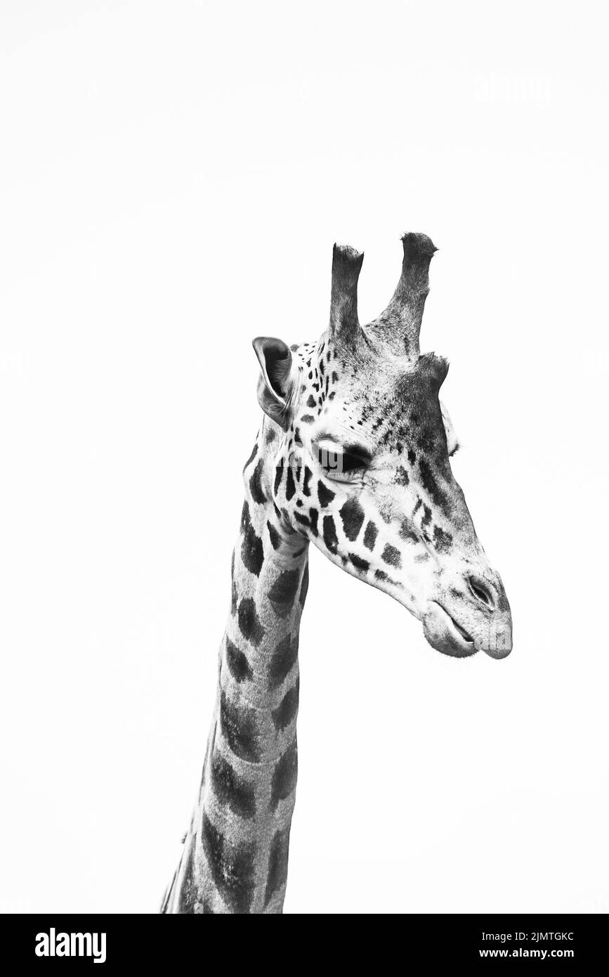 Giraffe Head And Neck Drawing