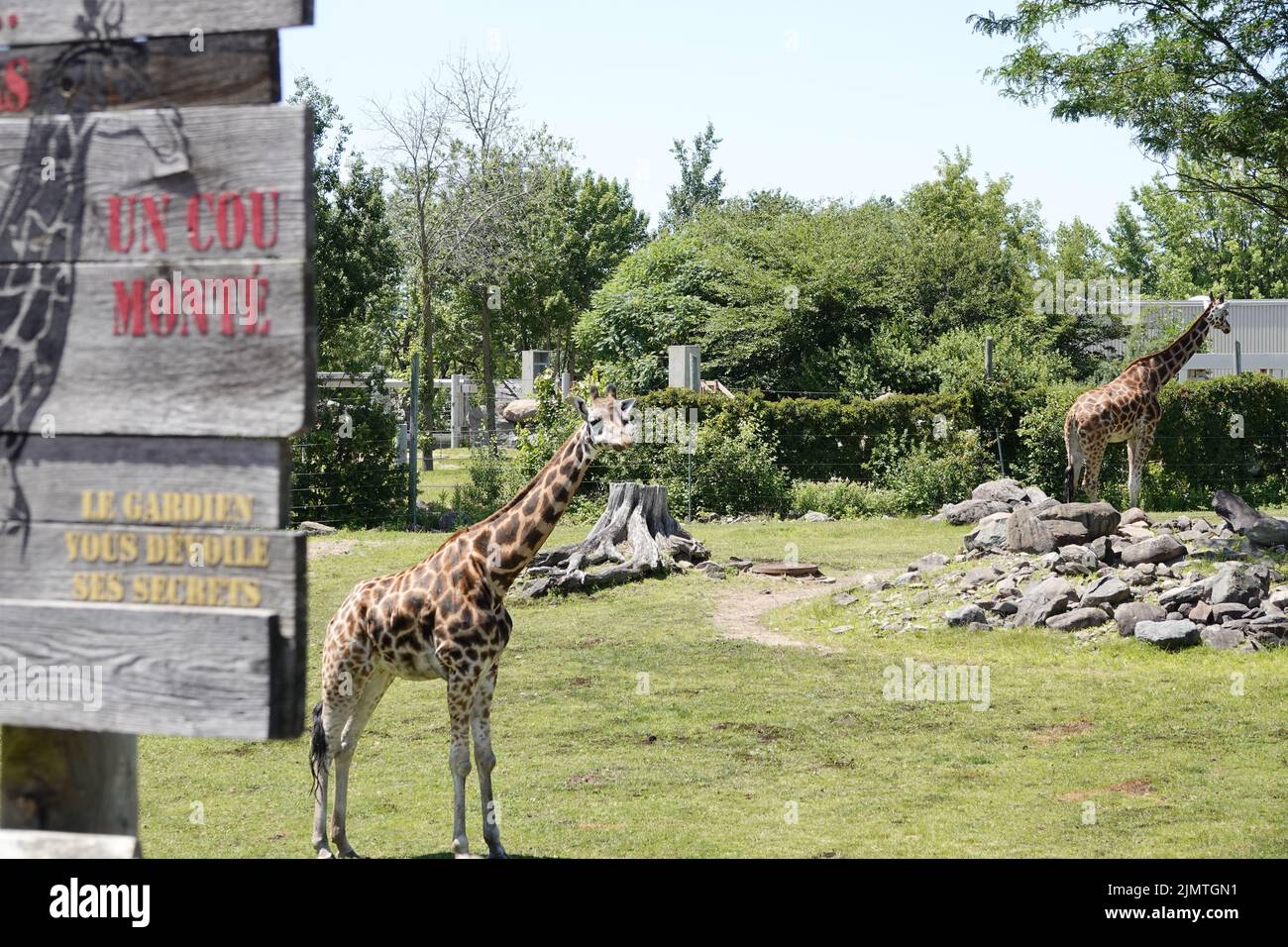 A giraffe standing on grass behind a wooden sign board in Zoo Granby ...