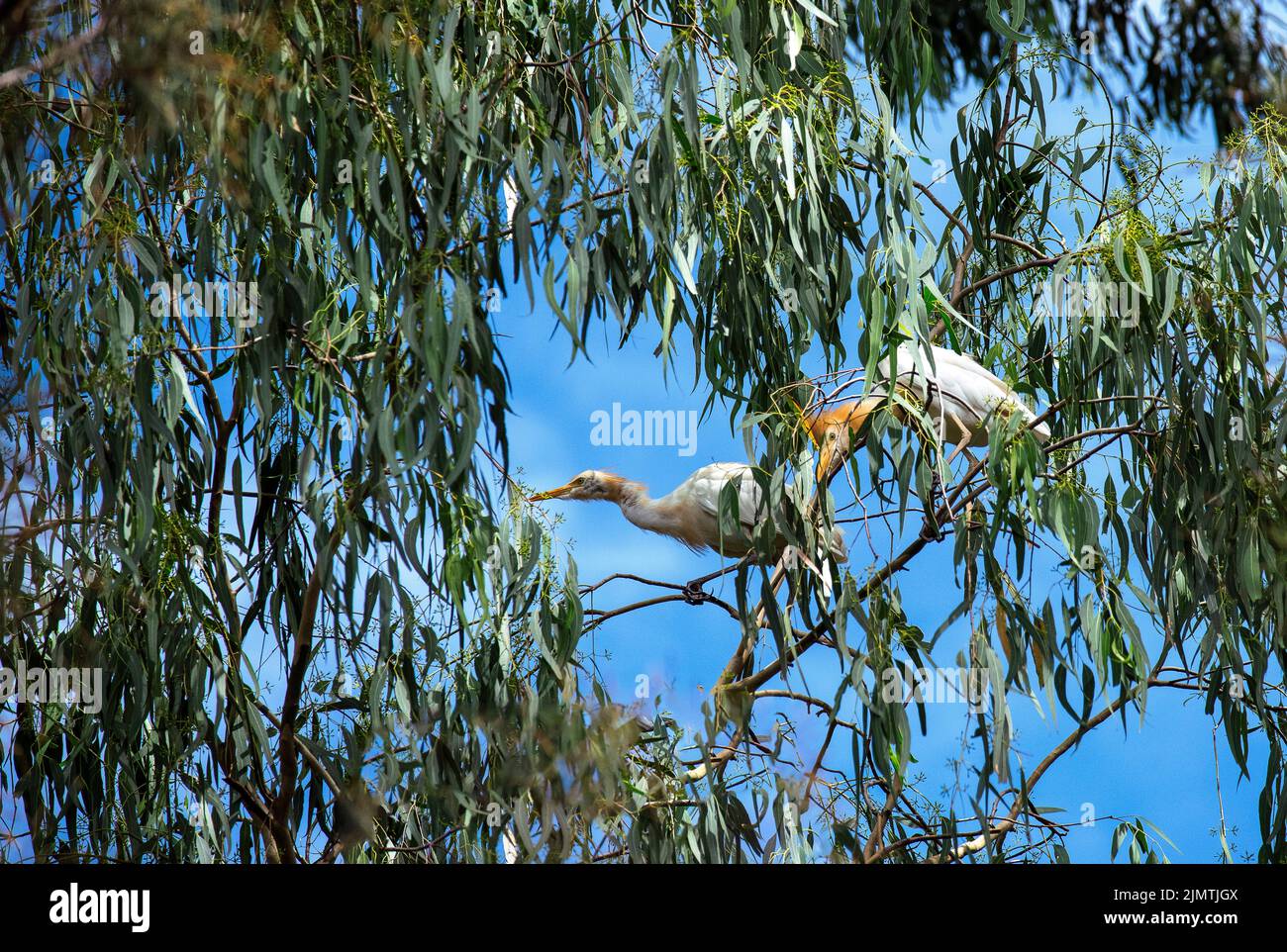 Two Cattle Egrets (Bubulcus ibis) perched on a tree in Sydney, NSW ...