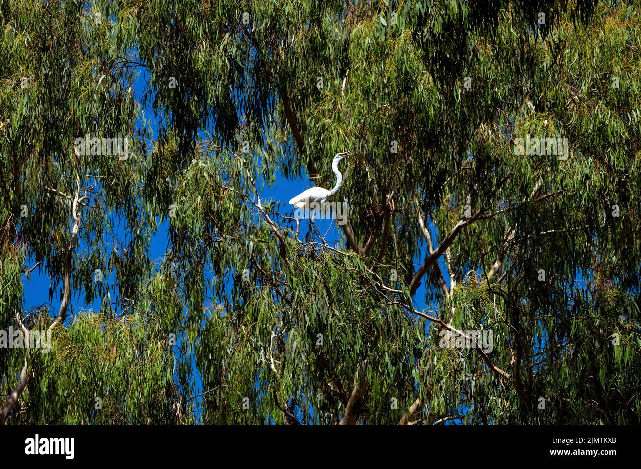 An Egret (Ardea alba) perching on a tree in Sydney, NSW, Australia ...