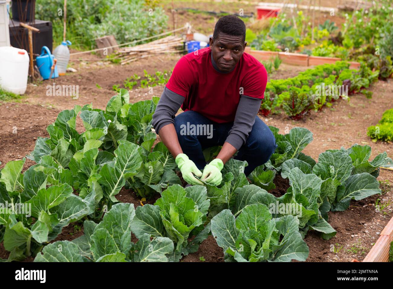 African man controlling growing cabbage Stock Photo - Alamy