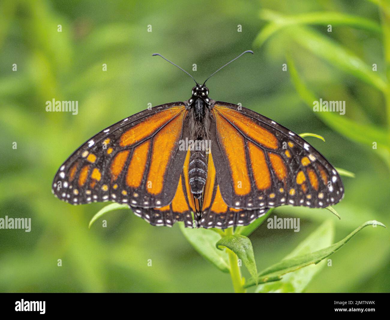 monarch butterfly,Danaus plexippus) is a milkweed butterfly in the ...