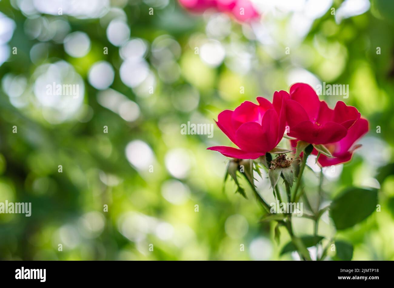 Beautiful roses in blossom in a garden, summer background Stock Photo ...