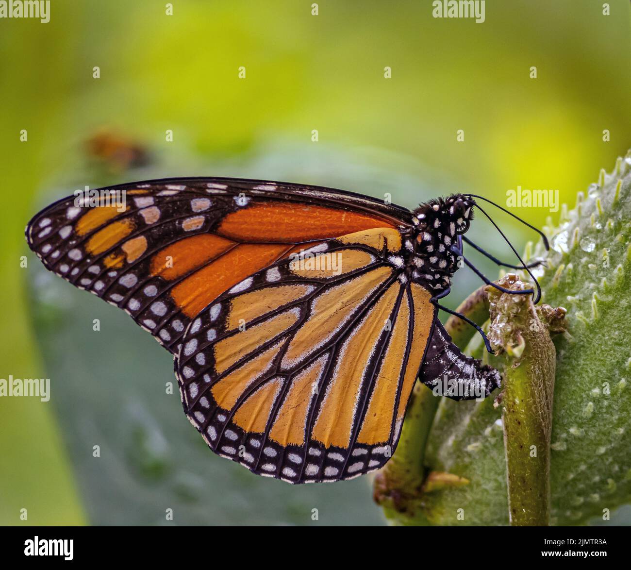 monarch butterfly,Danaus plexippus) is a milkweed butterfly in the ...