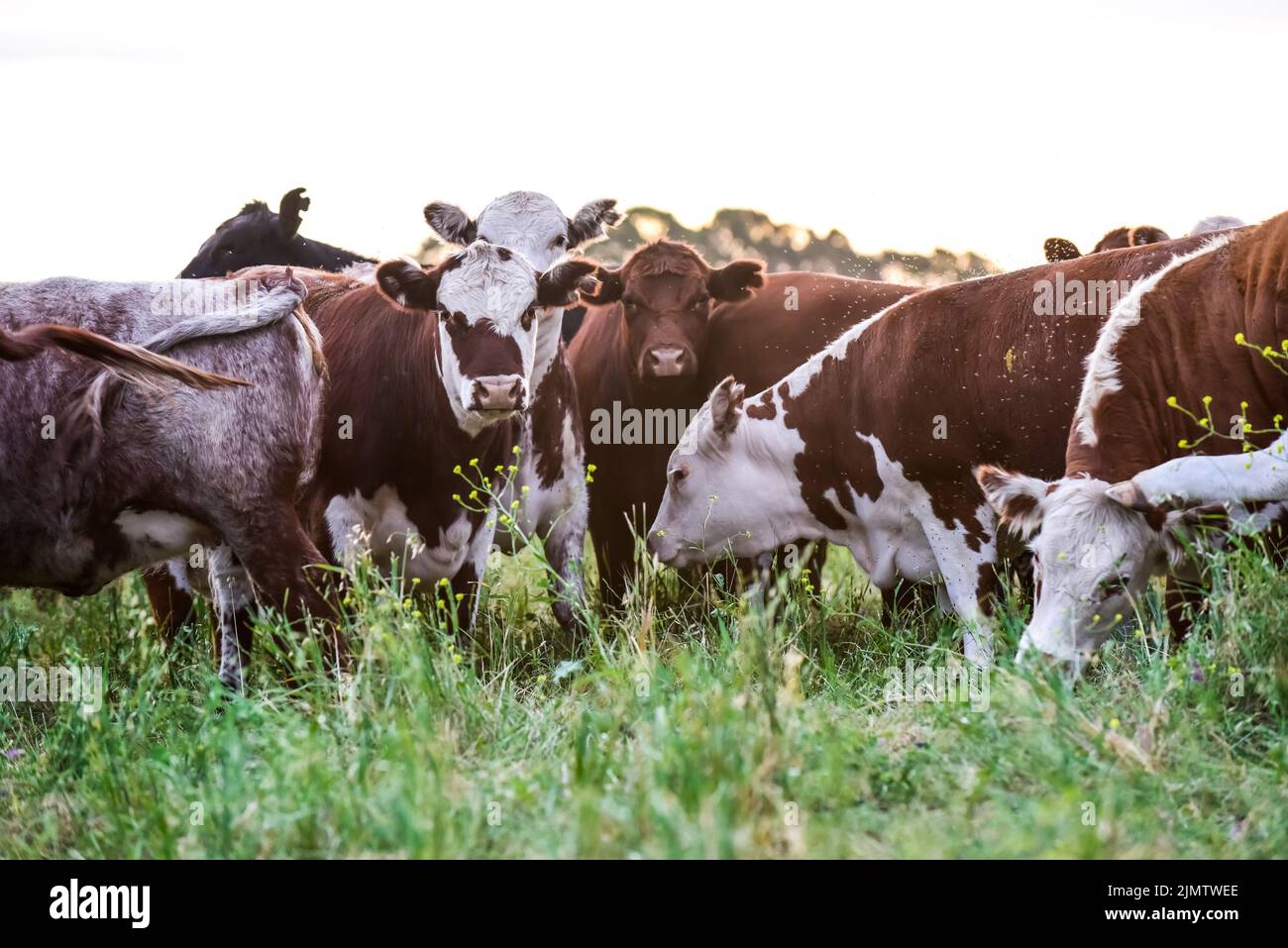 Cows raised with natural pastures, meat production in the Argentine ...