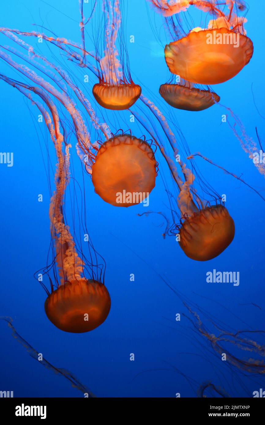 Drifting sea nettles hi-res stock photography and images - Alamy