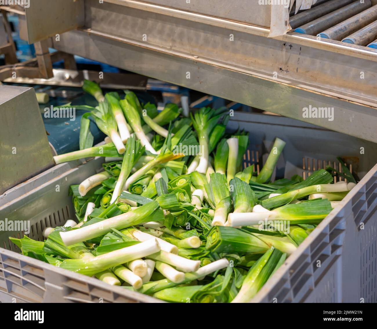 Processing of fresh leek on conveyor in factory Stock Photo - Alamy