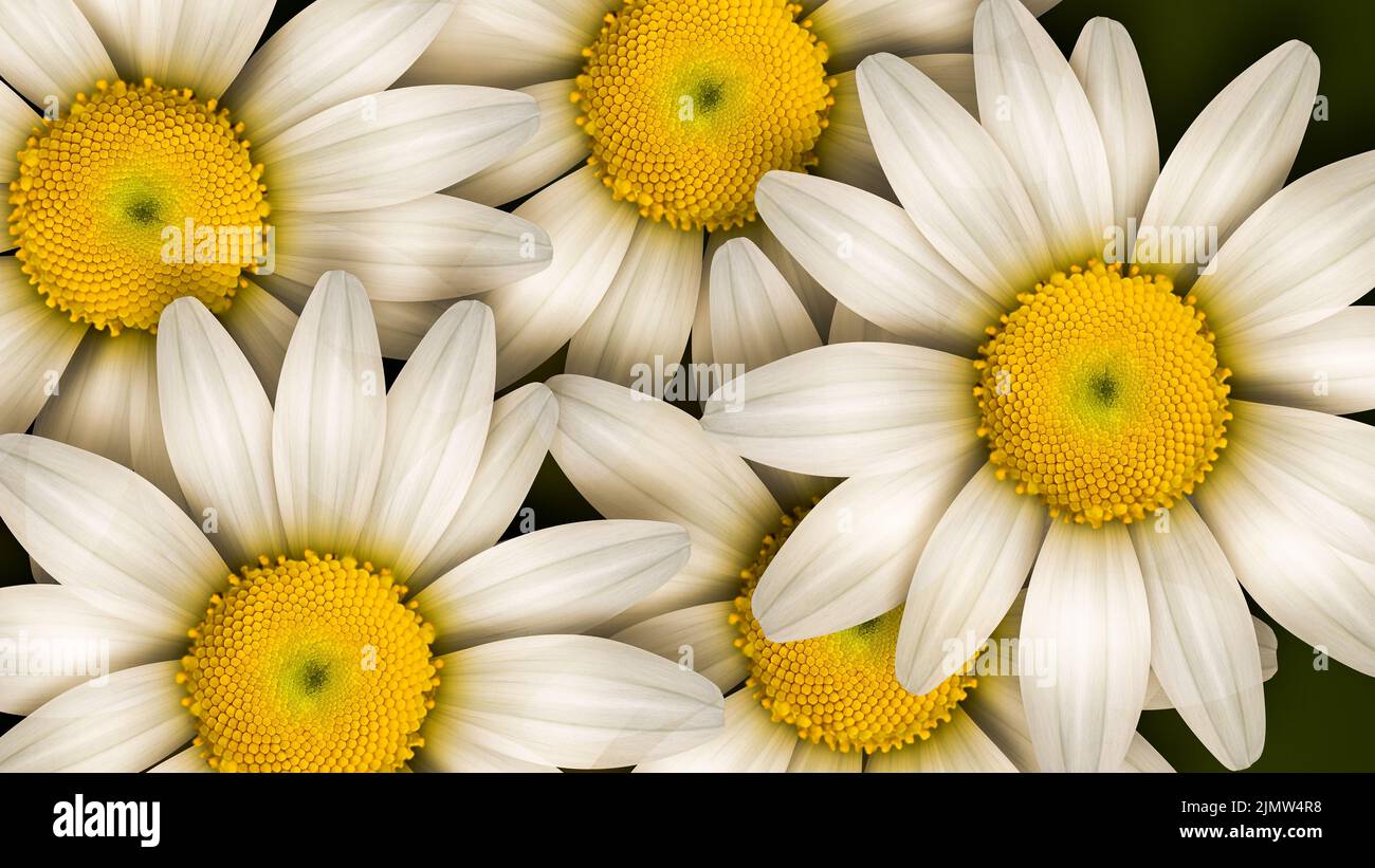 Beauty of natural design hi-res stock photography and images - Alamy