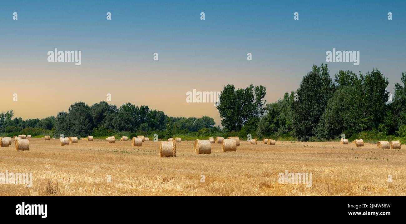 Stacks of golden hay after harvesting a field of wheat Stock Photo - Alamy