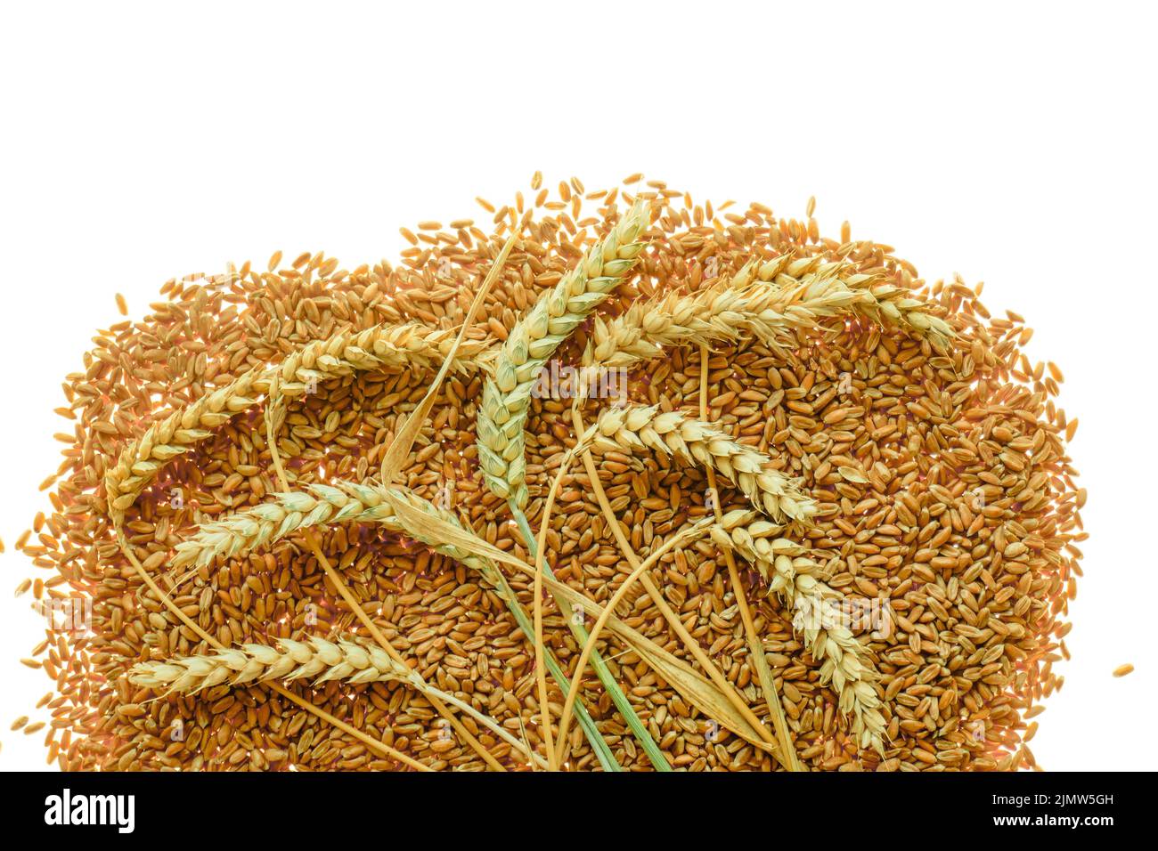 Wheat ears of wheat isolated background. Wheat background. grain ...
