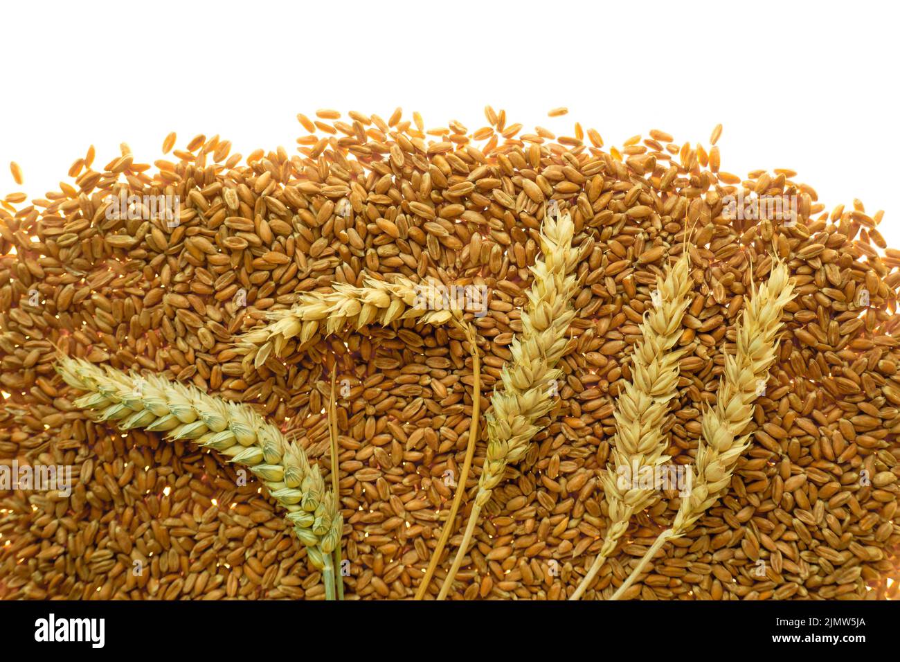 Wheat with ears of wheat isolated background. grain texture Stock Photo ...