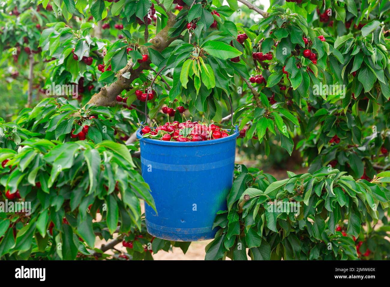 Bucket of cherries is hanging Stock Photo - Alamy