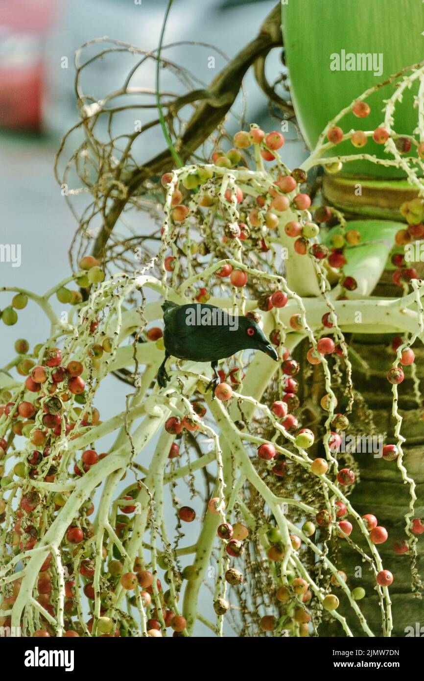A vertical shot of a metallic starling on a blooming Alexandra palm ...