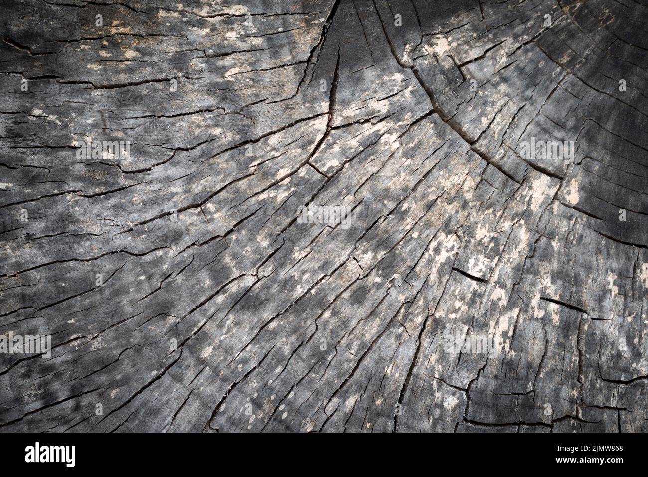 Weathered grey stump cross section background Stock Photo - Alamy