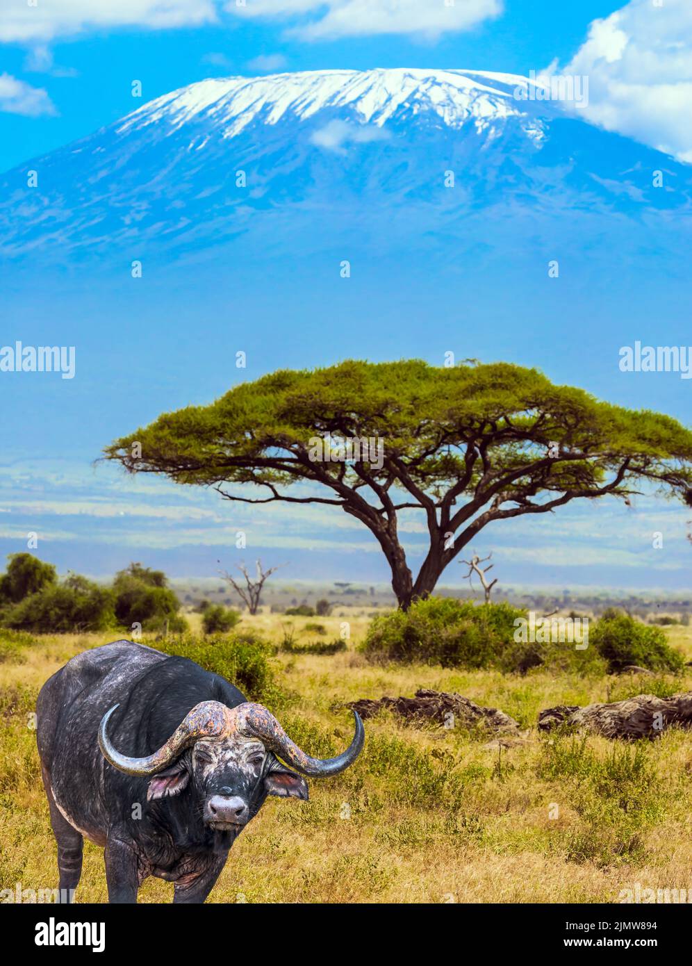 African big five hi-res stock photography and images - Alamy