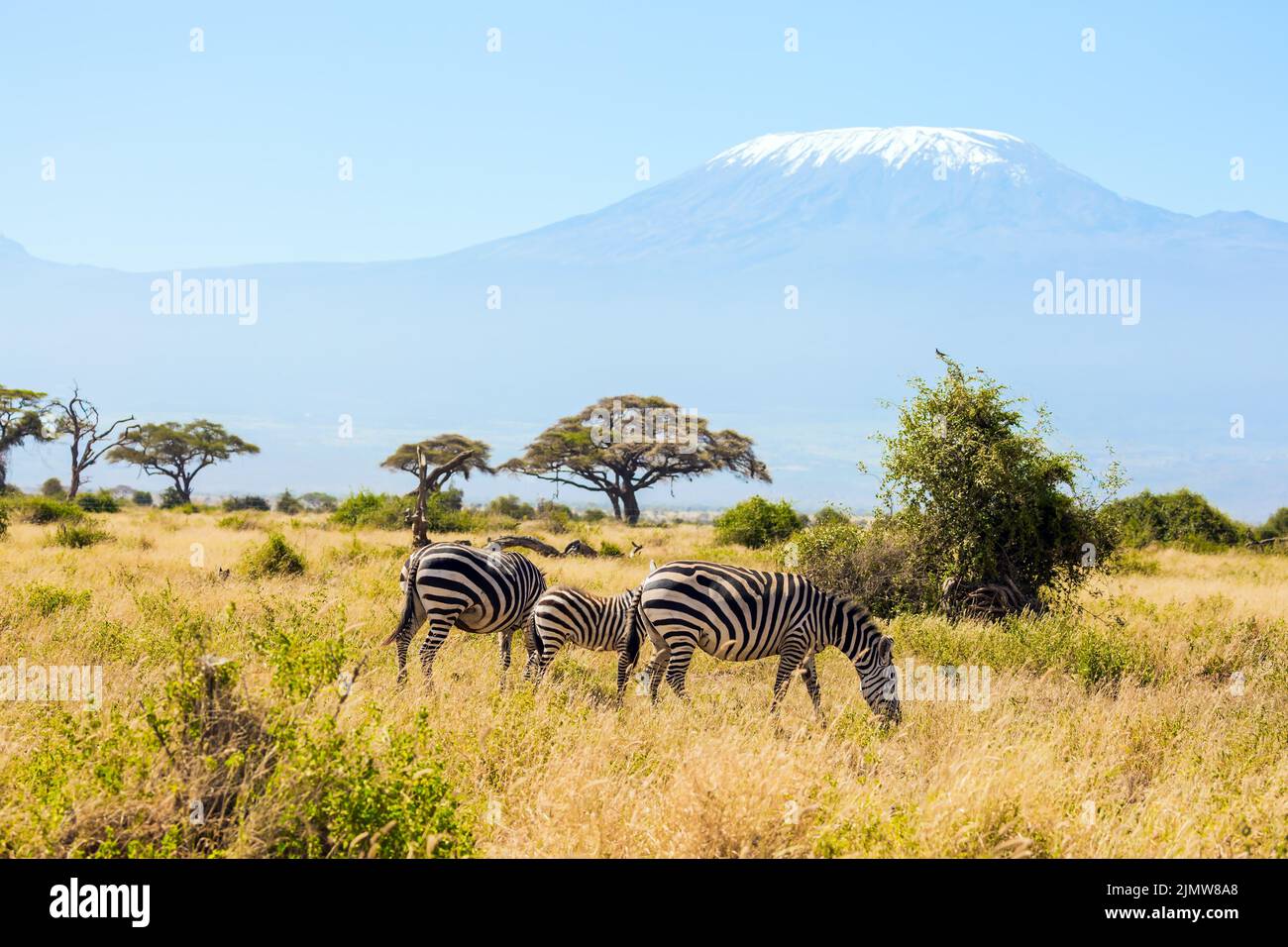 Savanna kenya zebras acacia hi-res stock photography and images - Alamy Savanna kenya zebras acacia hi-res stock photography and images - Alamy