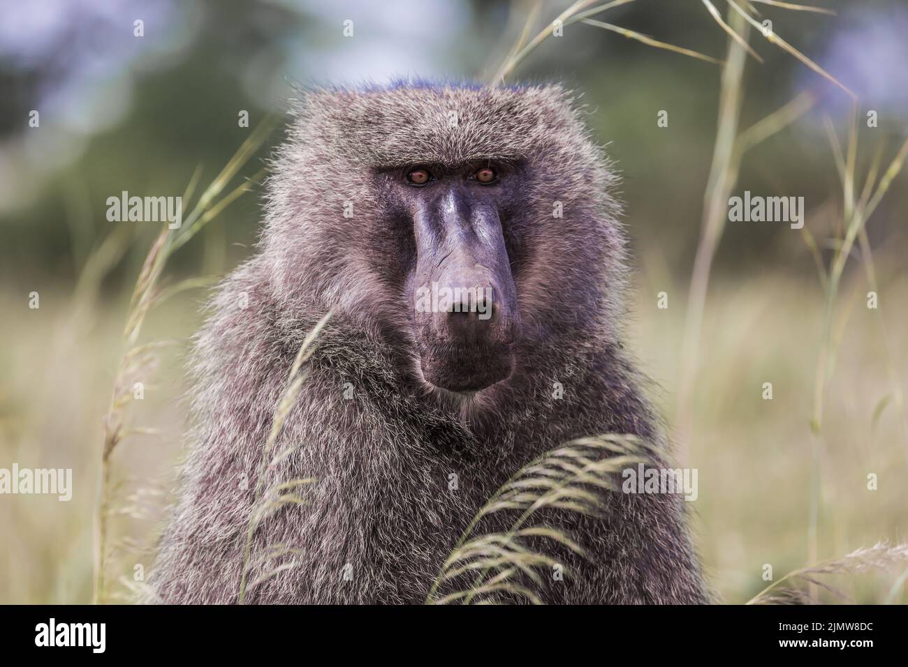 Baboon portrait kenya safari hi-res stock photography and images - Alamy