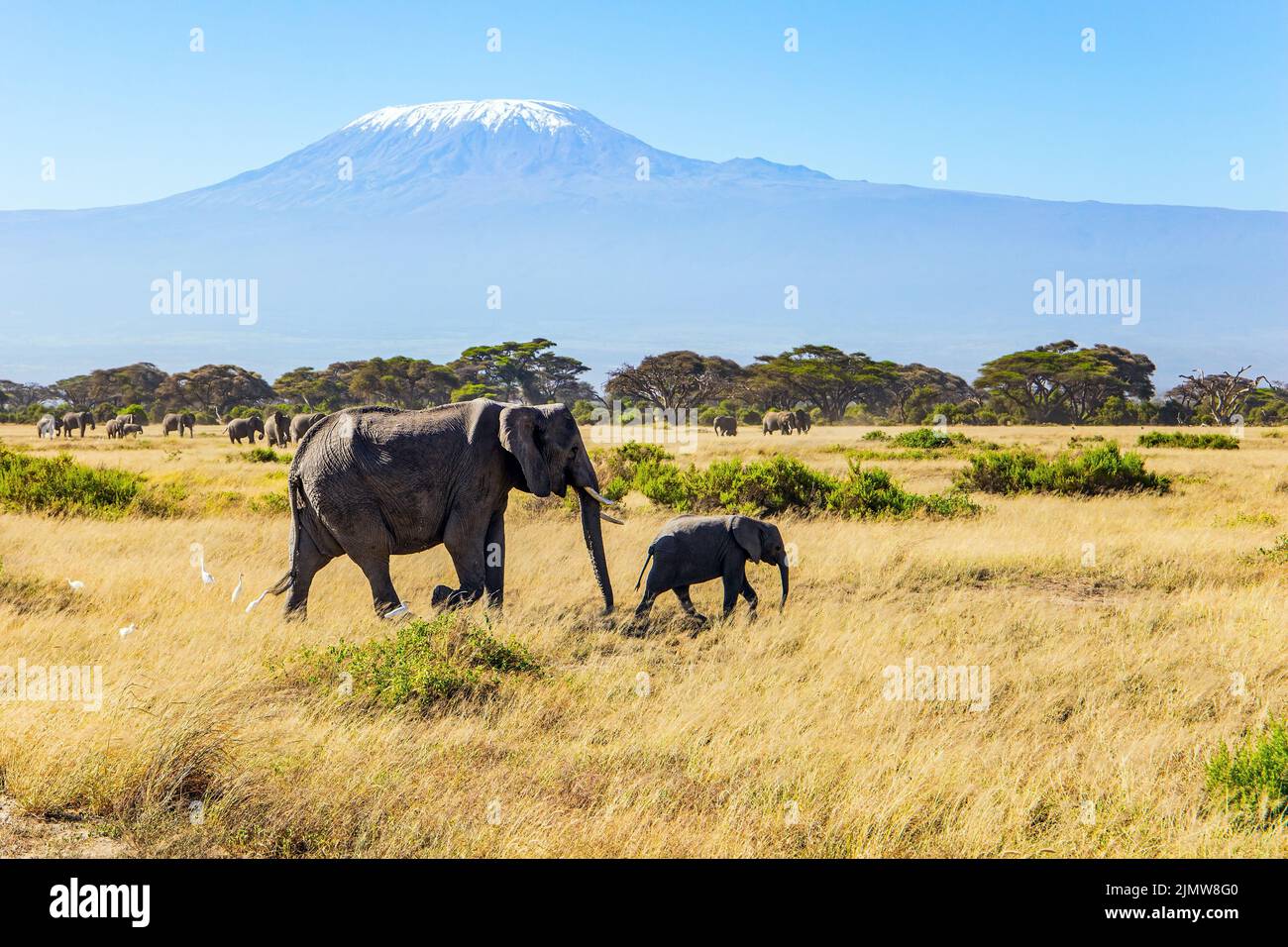 African savannah scene hi-res stock photography and images - Alamy