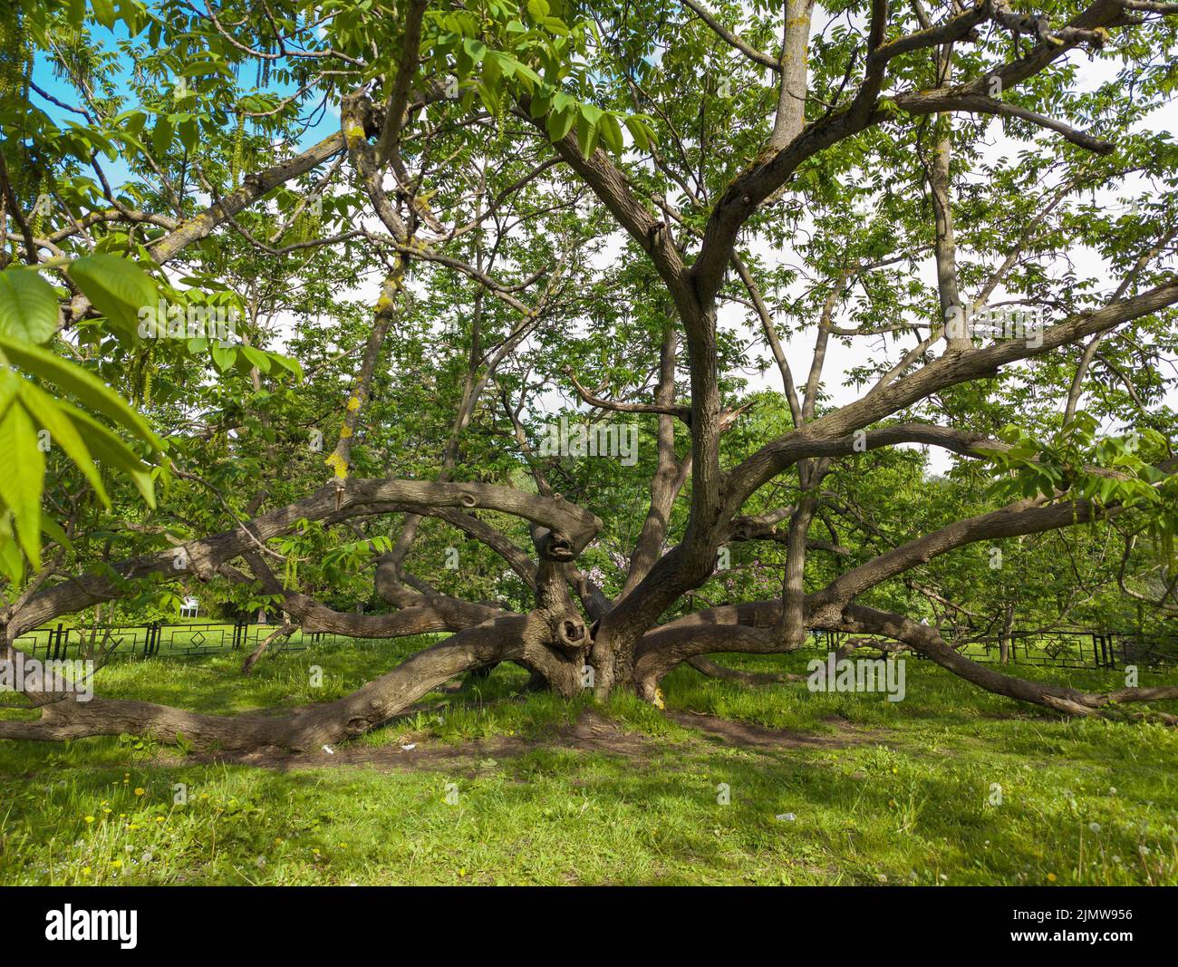 Plantation of walnut trees hi-res stock photography and images - Alamy