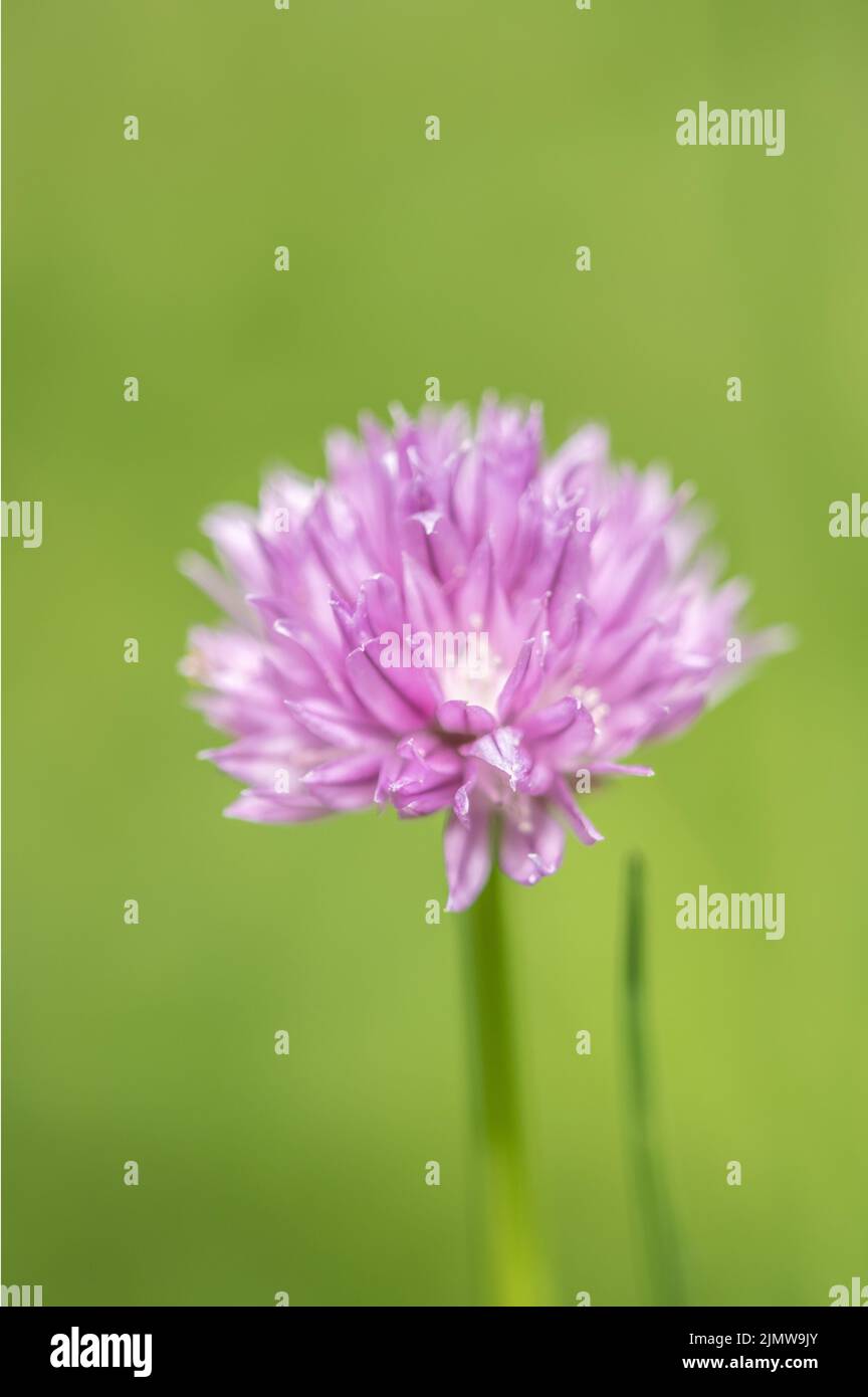 Red flower bokeh effect hi-res stock photography and images - Alamy