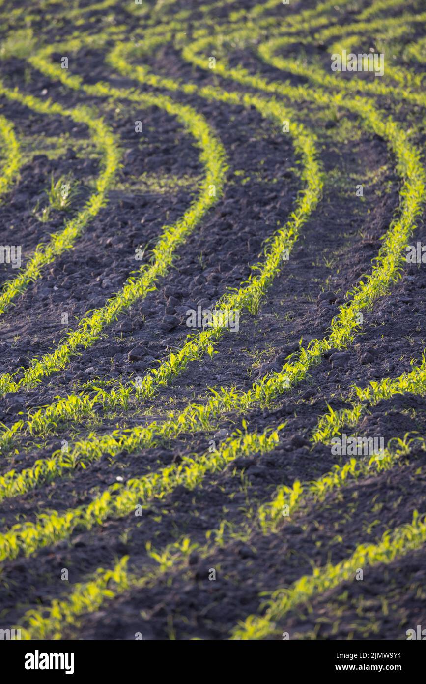 Farm field with Rows of young corn shoots on a cornfield, rural ...